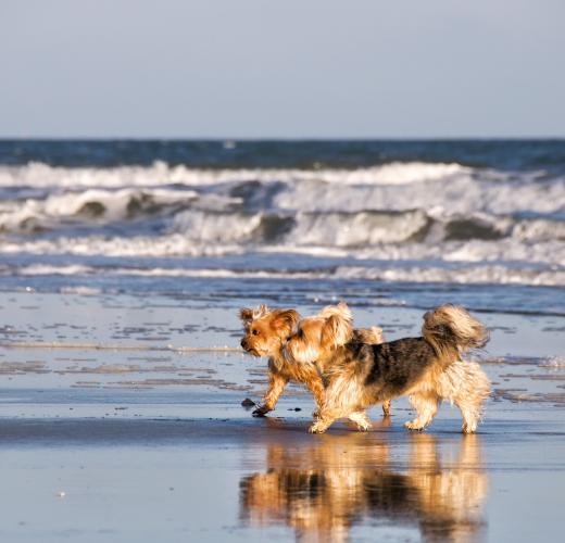 Strandurlaub mit Hund: Top Reiseziele - HomeToGo.ch