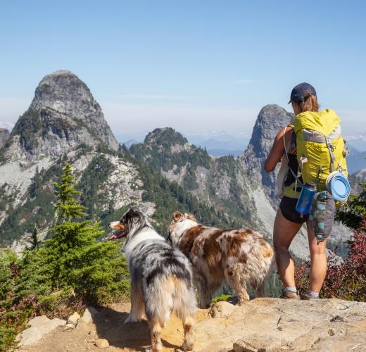 Vacanze in montagna con il cane: le migliori destinazioni